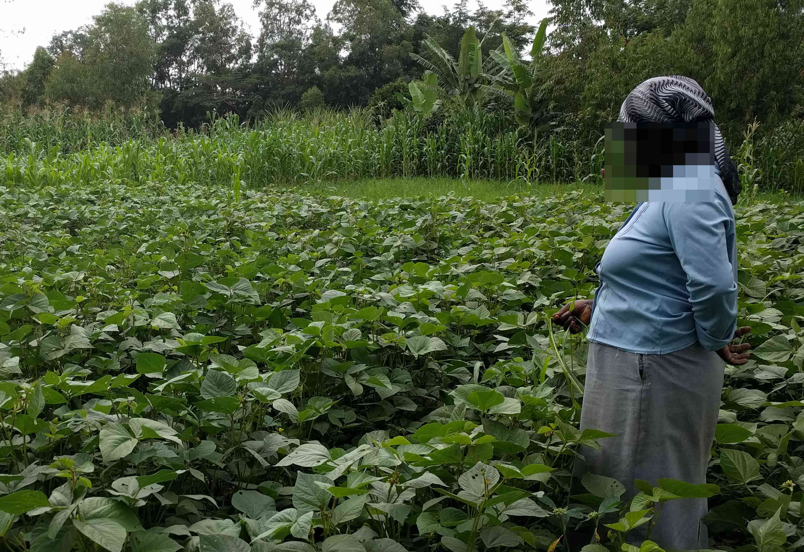 Julian Dyer -- Economics